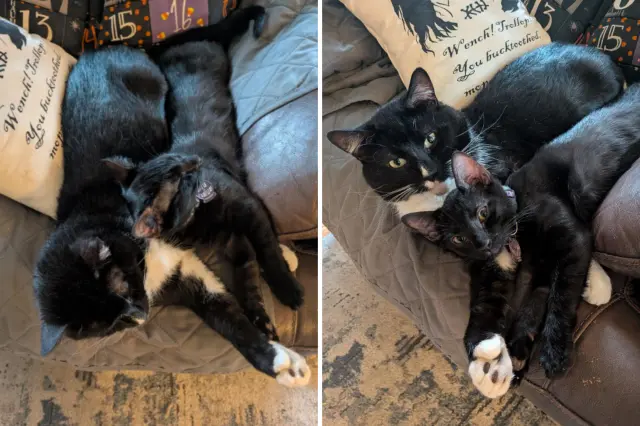 Their Cat was Withdrawn and Antisocial—One Change Transformed Her ...