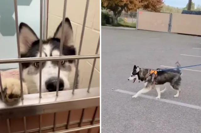 Tears at Face of Dog Waiting 538 Days in Shelter After Brother Finds ...