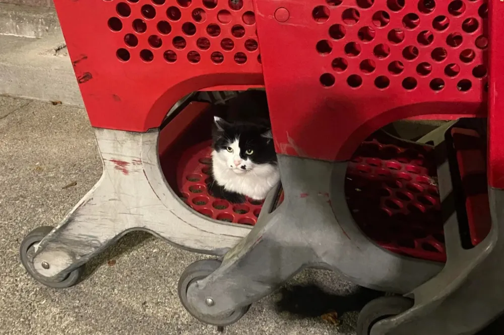Woman Takes Cat Found Outside Target to Shelter—Week Later Realizes ...
