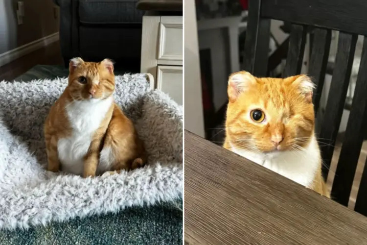 Rescue Cat Loses His Ears and Tail to Frostbite, Then Couple Visit ...