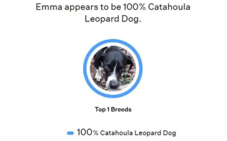 Rescue Dog Listed As ‘Labrador Mix,’ DNA Test Revealed Something ...