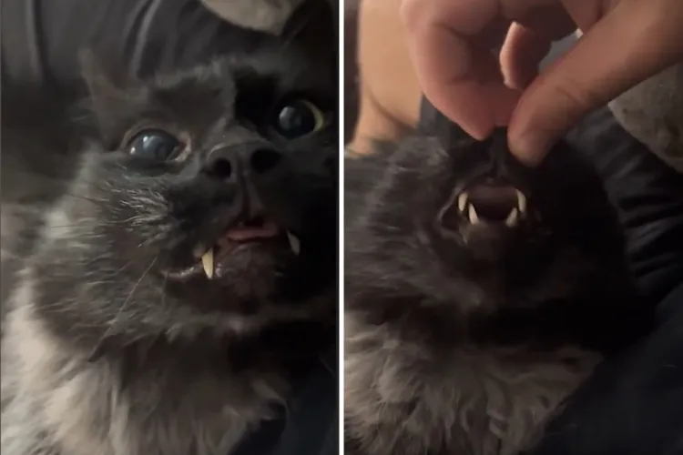 Cat’s Incredible Reaction to Favorite Type of Scratches: ‘Ridiculous ...