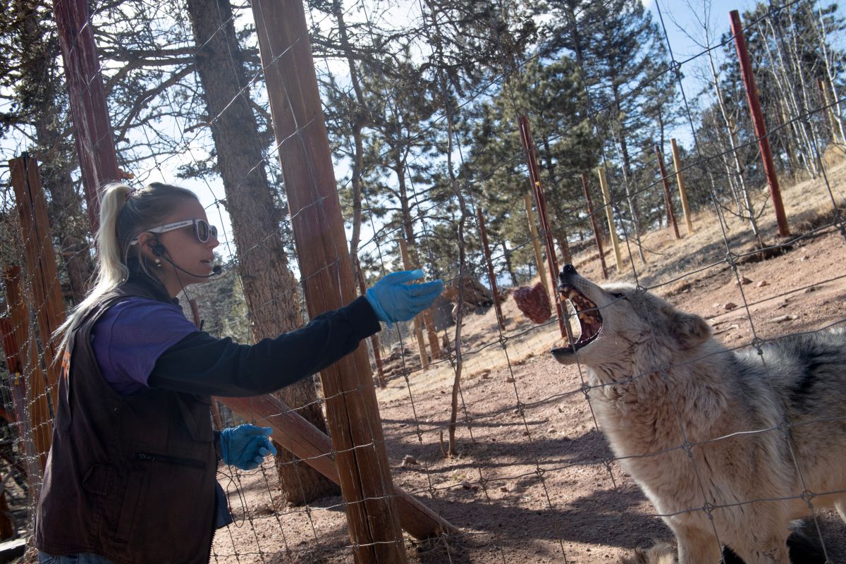 Trump Admin Blocks Colorado’s Canadian Gray Wolf Imports, Jeopardizing Reintroduction - Newsweek