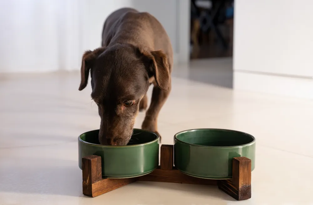 Hysterics at How Dog Juggles Eating Lunch With Being ‘Head of Security ...