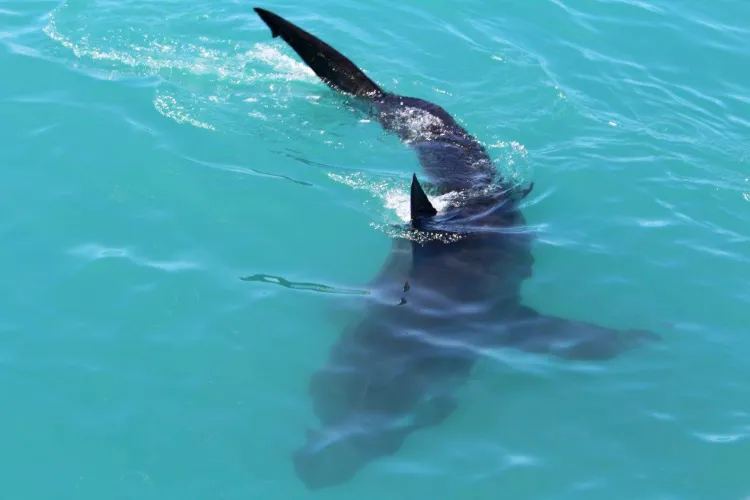 Was shark swimming in street during Hurricane Melissa? What video shows ...