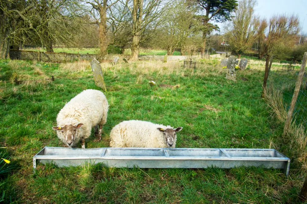 Vegans’ Takes on Shearing Sheep for Wool Sparks Heated Debate: ‘Cruel ...