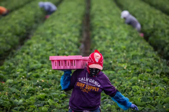 Trump admin issues warning on ICE raids impacting farms, offers ...