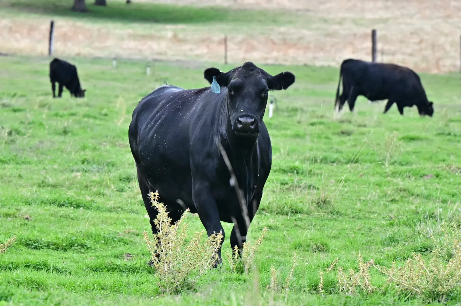 Republican Rebellion Over Trump’s Argentina Beef Imports Grows - Newsweek