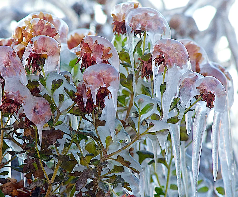 Map Shows States Facing Frost Advisories as Temperatures to Plunge ...