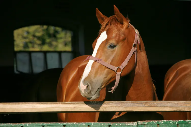 Boy’s Unorthodox Method Of Getting On Horse Goes Viral: ‘I Got You ...