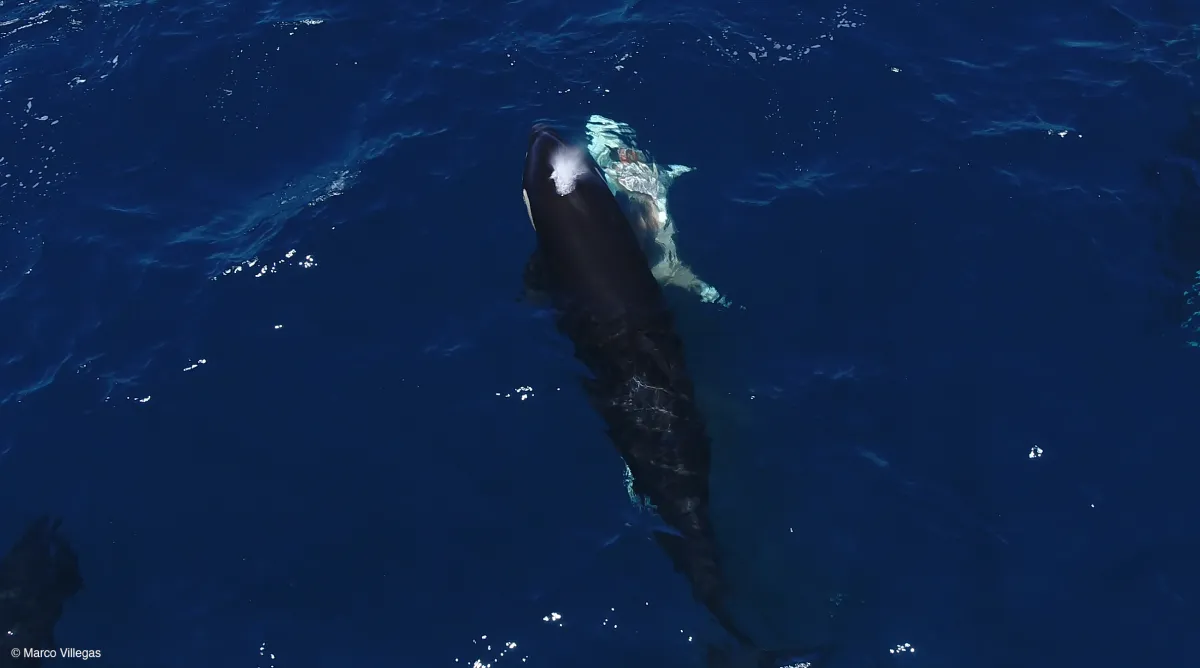 Orcas News & Latest Pictures From Newsweek.com