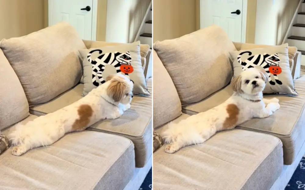 Laughter at Moment Woman Realizes Dog’s Hearing Loss Is ‘Selective ...