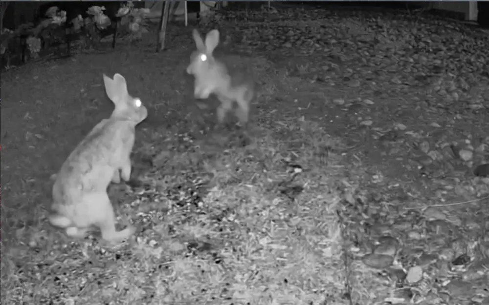 Rescued Orphaned Mountain Lion Cubs Released Back to the Wild - Newsweek