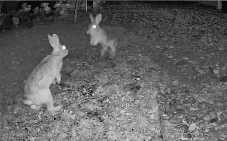 Rabbits News & Latest Pictures From Newsweek.com