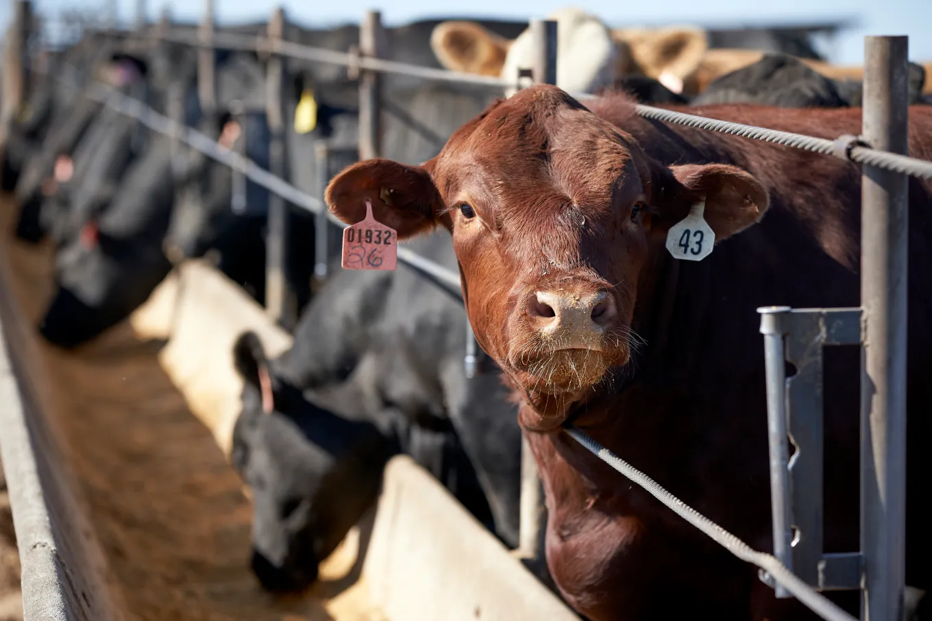 Texas Cattle Industry Faces Mass Layoffs - Newsweek