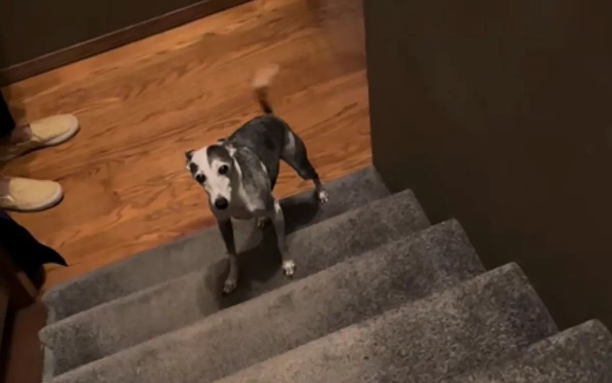 Laughter at ‘Weird’ Way Family Dog Has Gone Up Stairs for Past 6 Years ...