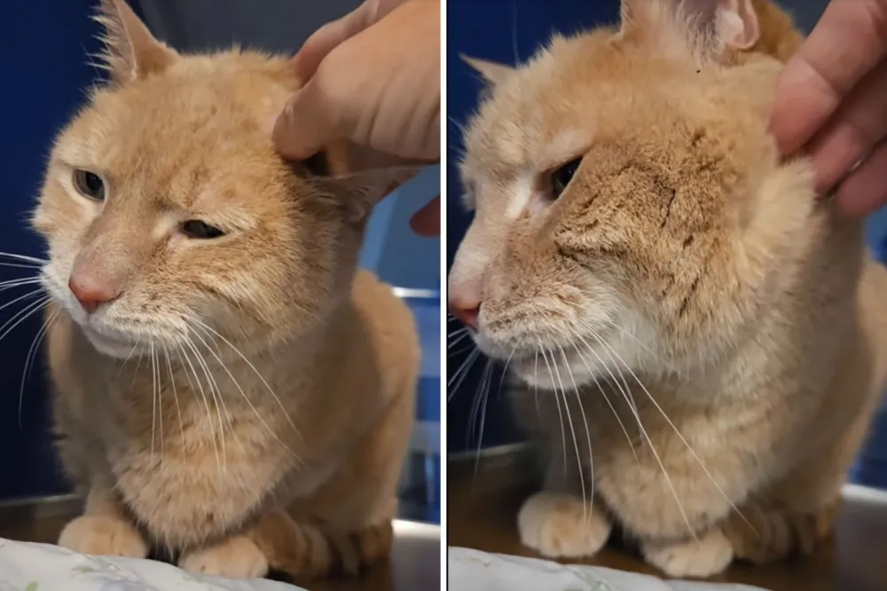 14-Year-Old Cat in Shelter as Family Moves Without Him—His Luck Changes ...