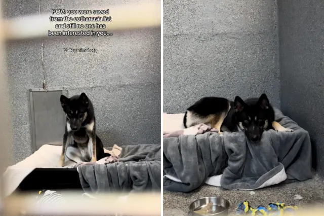 Puppy Saved From Euthanasia List ‘Just in Time’—but Now Nobody Wants ...