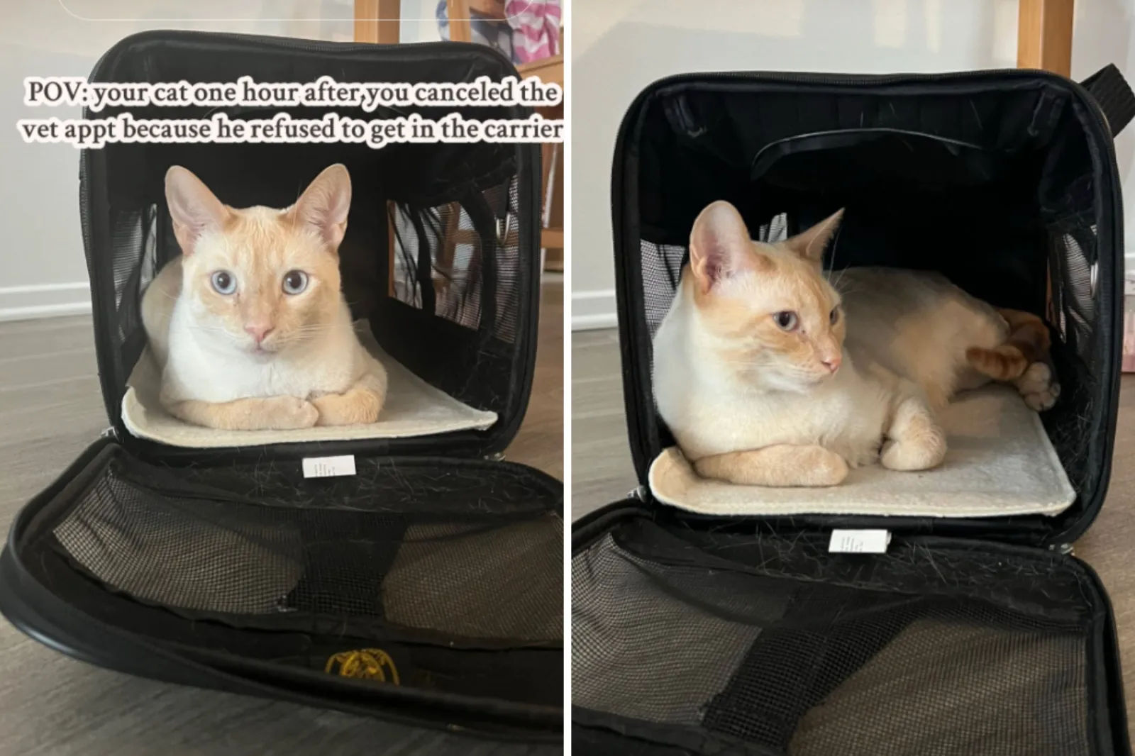 Owner forced to cancel the vet—can't believe what cat does an hour ...
