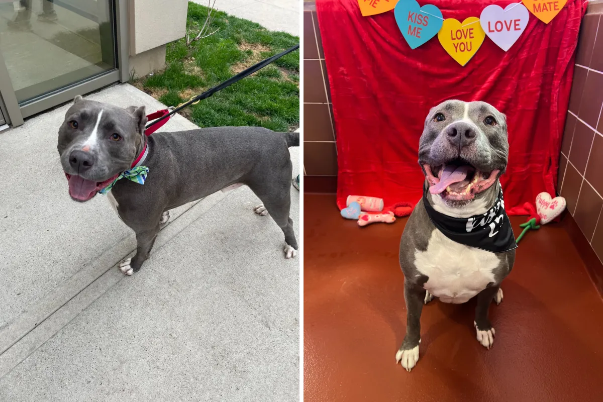 Pit Bull Mix Returned To Shelter Over and Over Again ‘Hasn’t Given Up ...