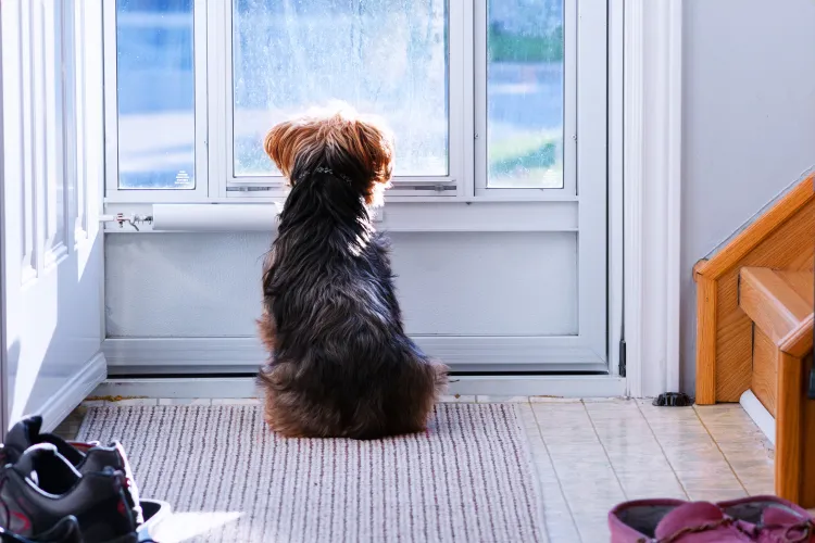 Dog-Sitter Hired To ‘Check In’ During Owner’s Trip—Disturbing Truth ...