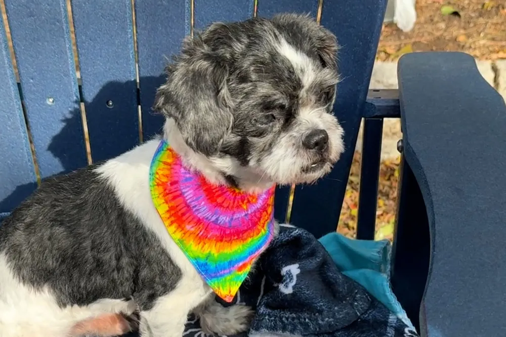 Life in America Got Too Expensive. Benji Had to Go. - Newsweek