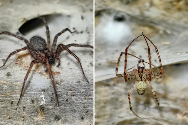 World’s Biggest Spiderweb Spanning 1,140ft Found—and It’s Nightmare ...