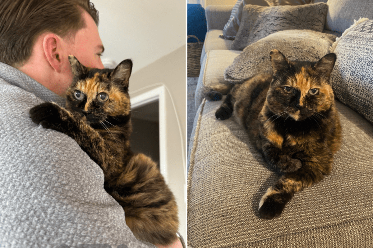 Couple See Two Senior Cats at Shelter—Have Important Decision To Make ...