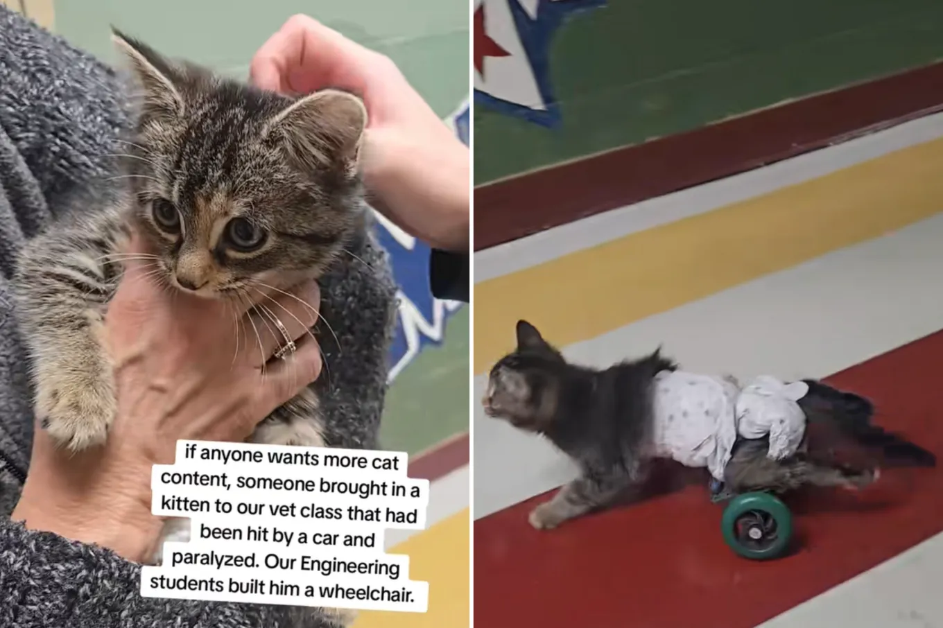 Paralyzed Kitten Found Near a School, Engineering Students Know What To ...