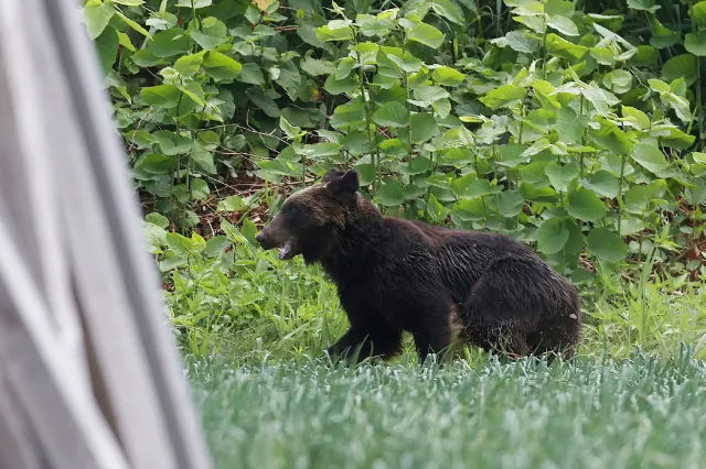 US Embassy Issues Travel Warning Over Bear Attacks - Newsweek
