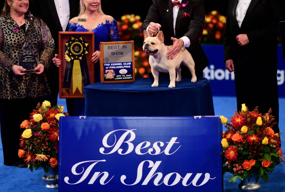 How to Watch 2025 Natinal Dog Show on Thanksgiving Day: Live Stream ...