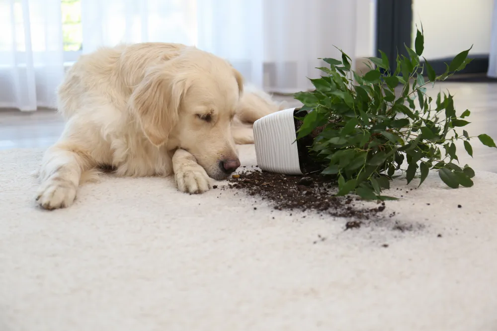 Golden Retriever Owner Checks Pet Cam, Horrified by Chaos That’s ...