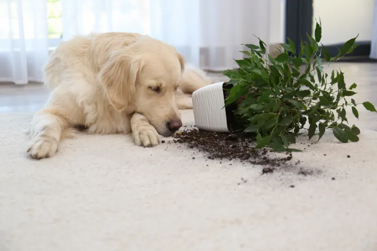 Golden Retriever Owner Checks Pet Cam, Horrified by Chaos That’s ...