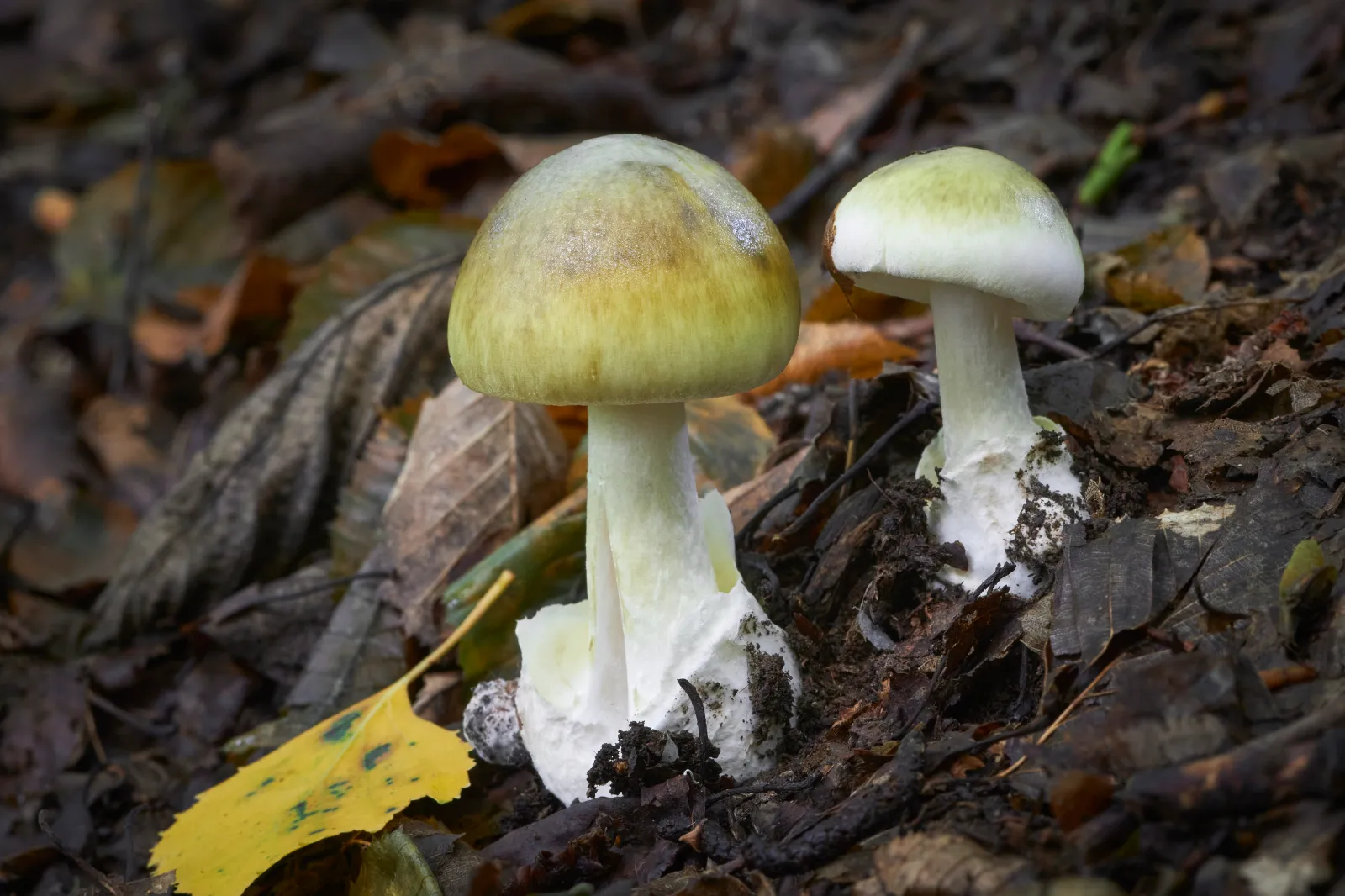 Mushroom killer launches appeal against family murder convictions ...
