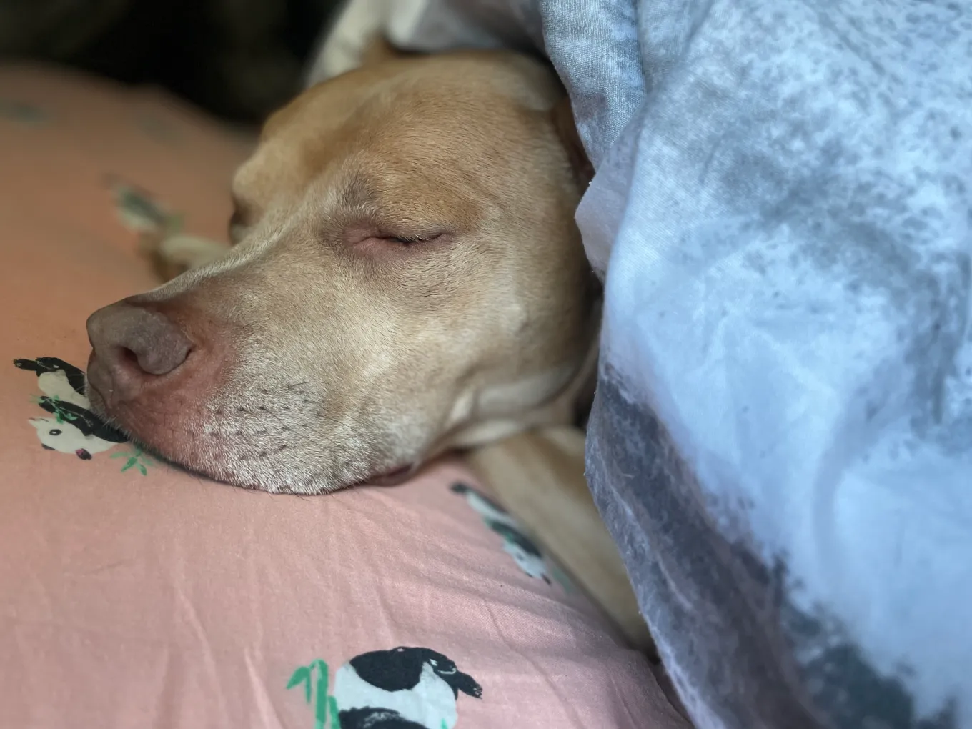 Rescue Dog Dubbed the Grinch Gets DNA Test, Owner Can’t Believe His ...