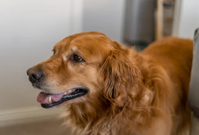 Golden Retriever Won’t Stop Growing, Owner Pleads for Help Over Growing ...