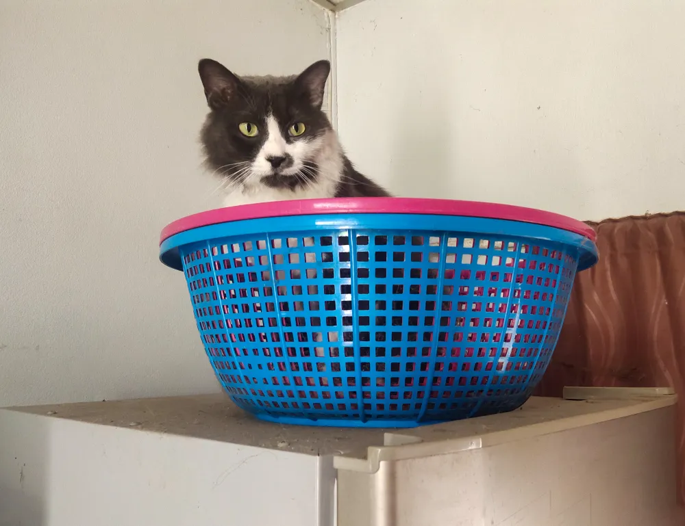 Couple Move Into New Home, Unprepared for Who Joins Them a Month Later ...