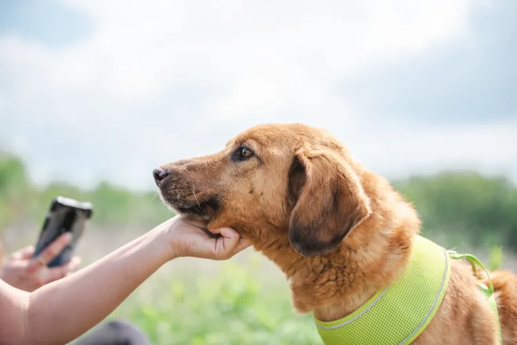 Neighbors Spend Months Trying To Save Stray Dog, Get ‘Thanksgiving ...