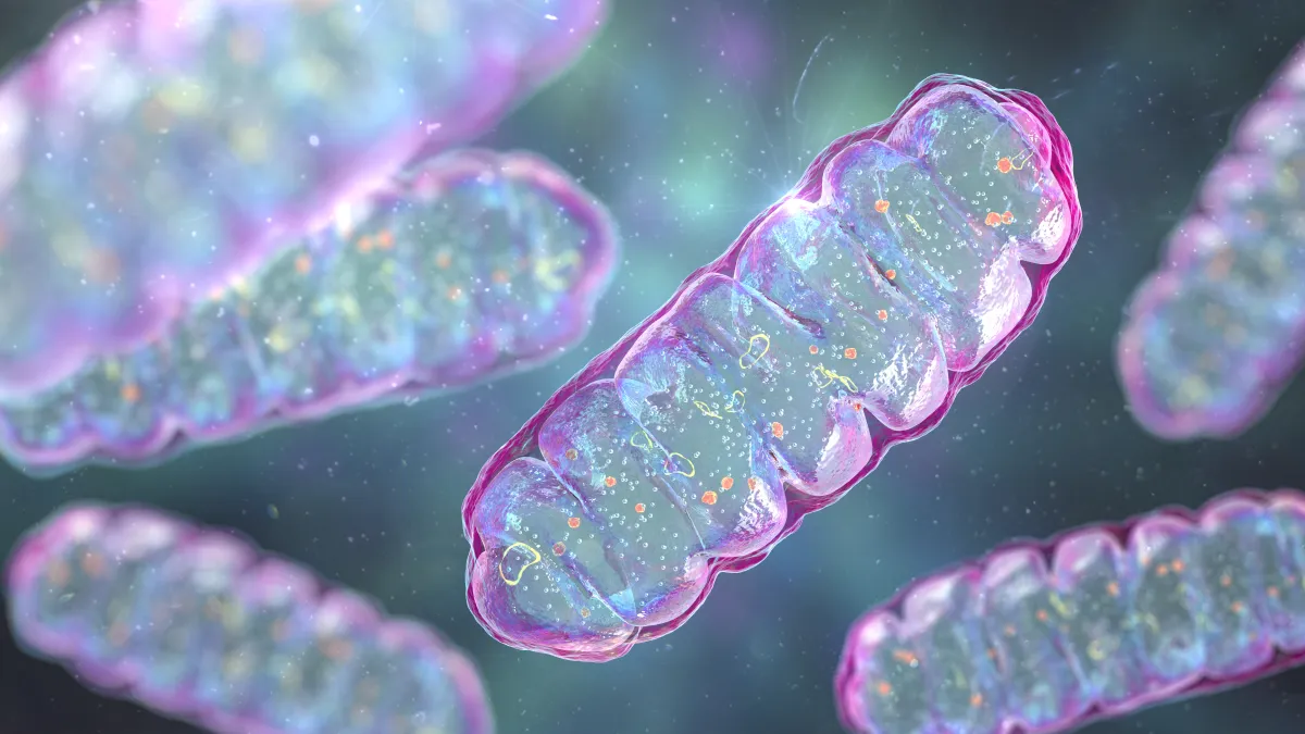 Scientists Make Breakthrough Toward ‘Recharging’ of Aging Tissues ...
