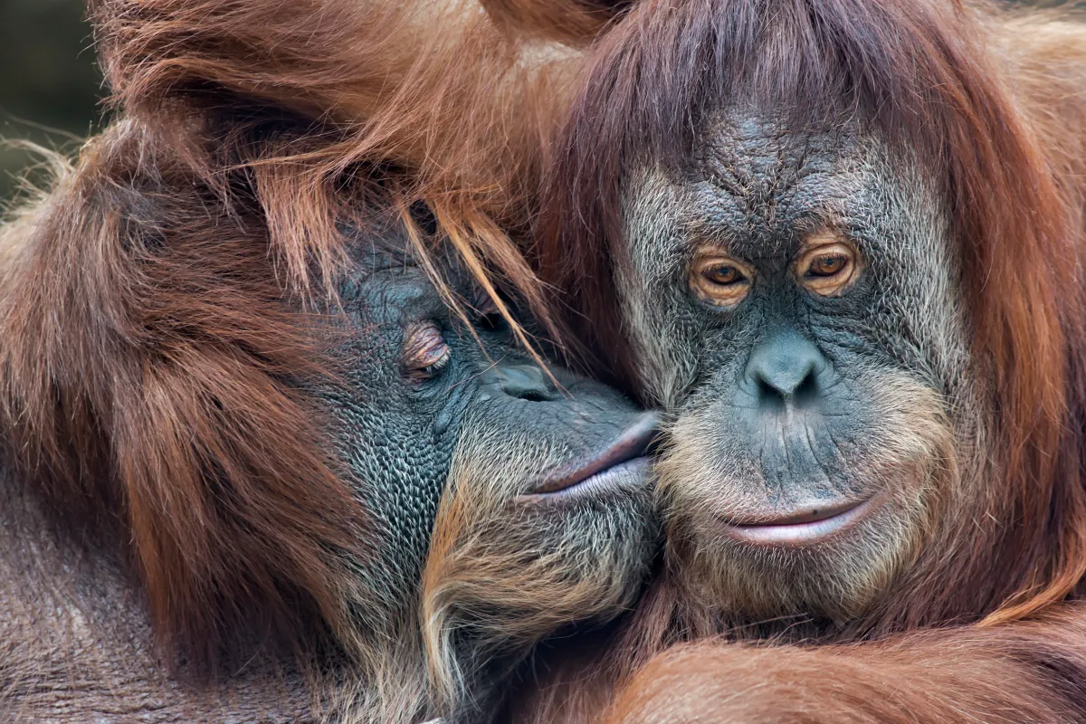 Scientists Reveal the Origin of Kissing - Newsweek