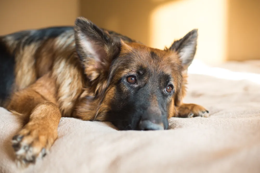 Dogs Hide Anxiety Well—Here’s How To Spot It Before It Gets Worse ...