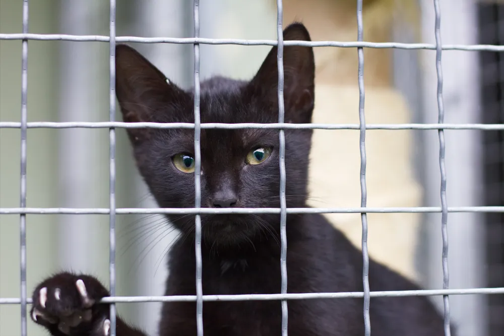 Blind Cat Patiently Waited in Shelter To Be Noticed—Then Everything ...