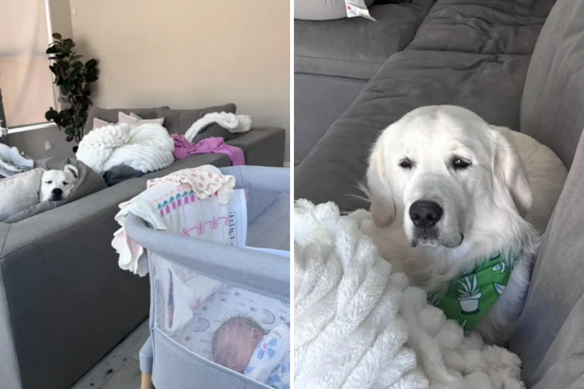 Hearts Melt as Golden Retriever Helps Mom With Baby Then Fights ...