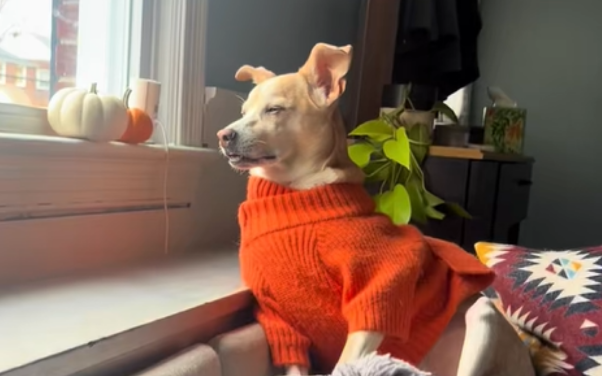 Dog Still Drowsy From Surgery Refuses To Take Day Off ‘Guarding’ House ...