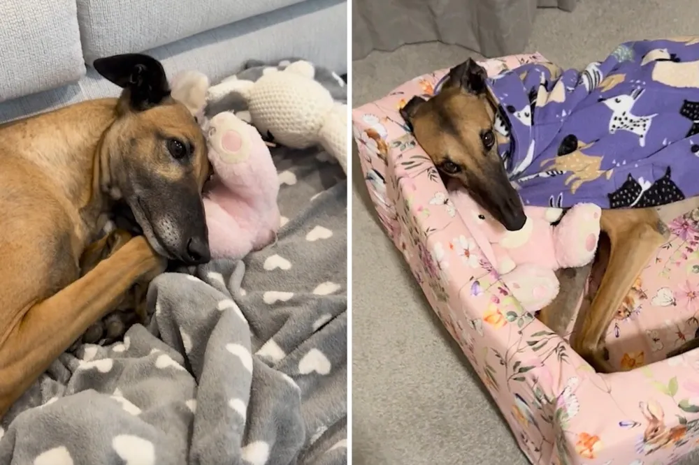 How Rescue Greyhound Finds Comfort in New Home Melts Hearts - Newsweek