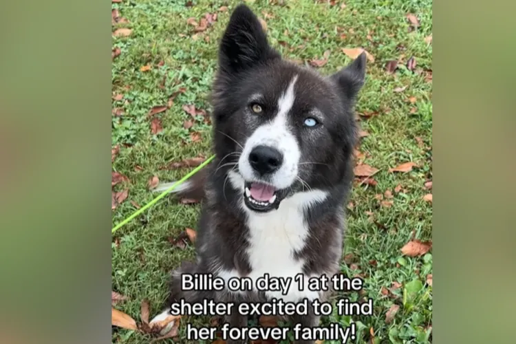 Border Collie Lost Hope After 748 Days in Shelter—Then Everything ...