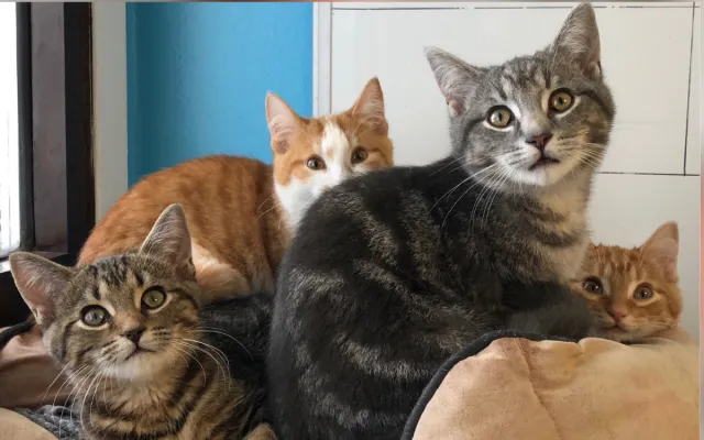 America’s Most Popular Cat Names in 2025 Have Been Revealed - Newsweek