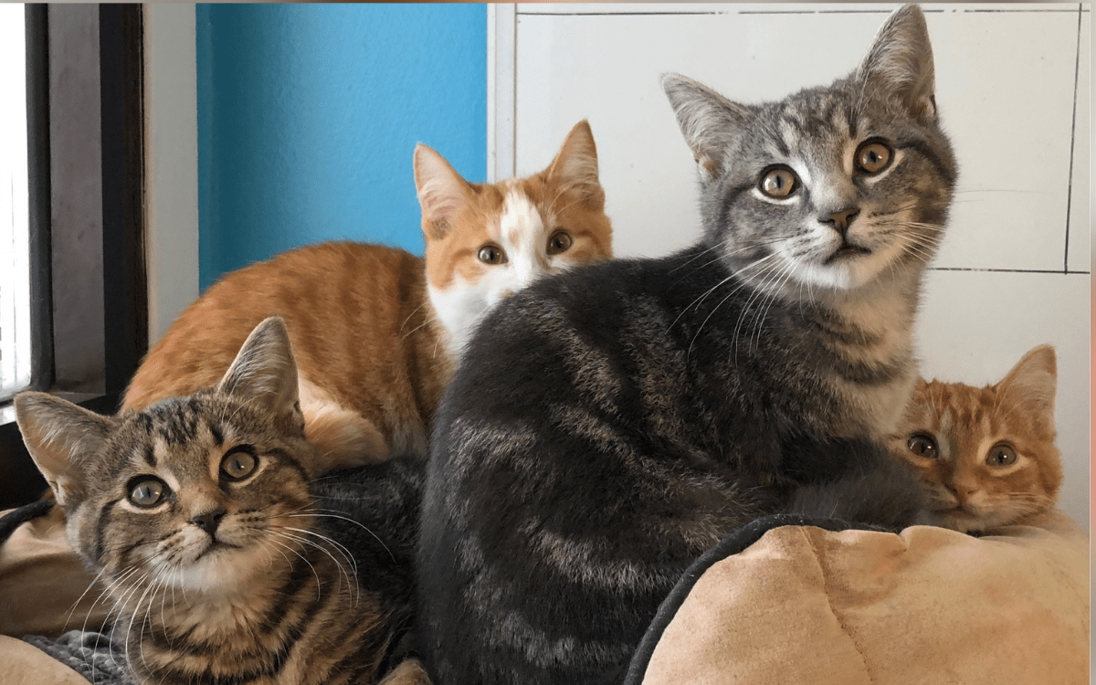 America’s Most Popular Cat Names in 2025 Have Been Revealed - Newsweek