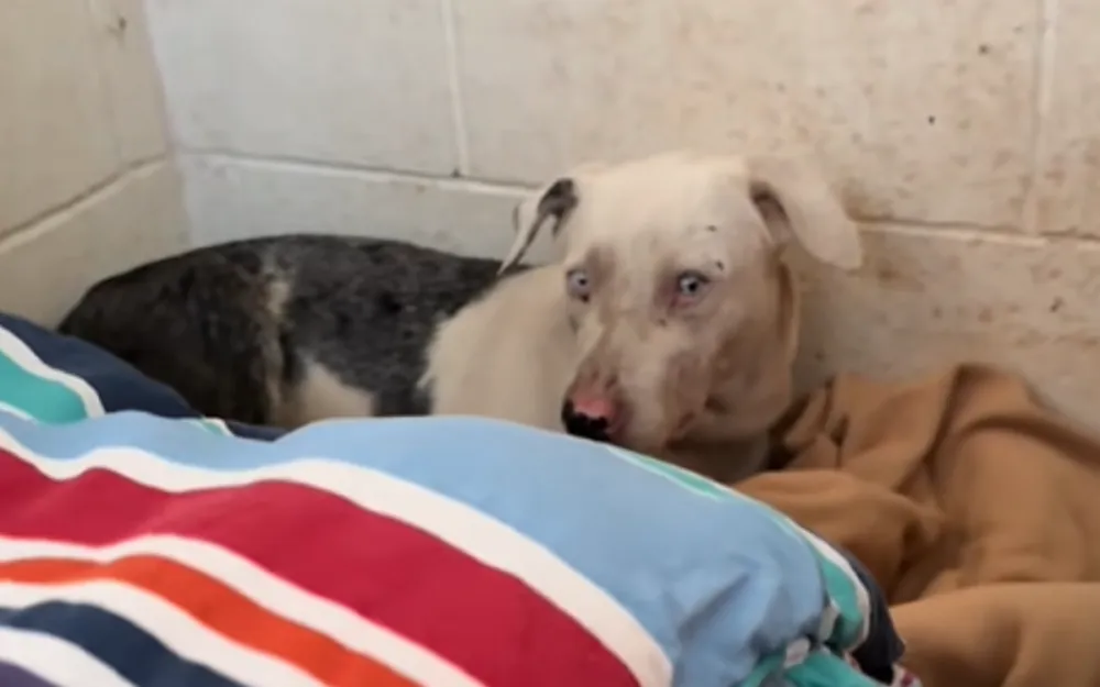Senior Dog So Scared in Shelter, He Hid Behind Bed—Then Everything ...