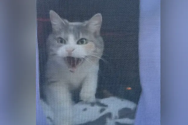 Moment Cat Guarding House Realizes Who’s Approaching: ‘Is That You ...